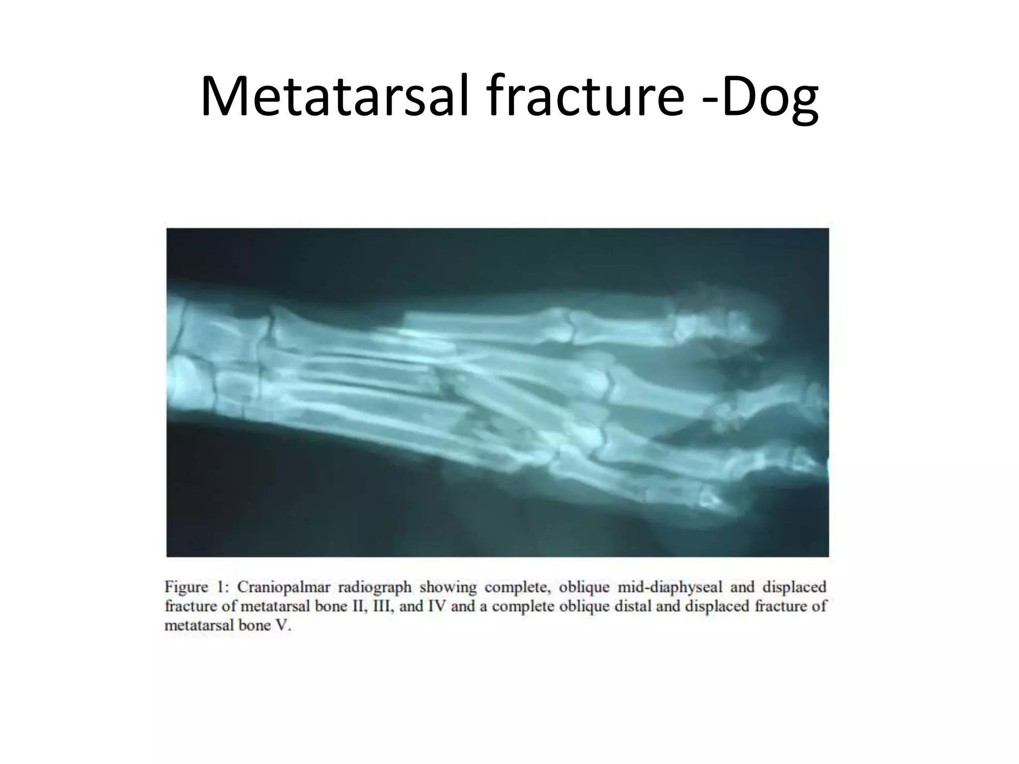 Comparitive Anatomy of Metatarsal bones in different animals.pptx