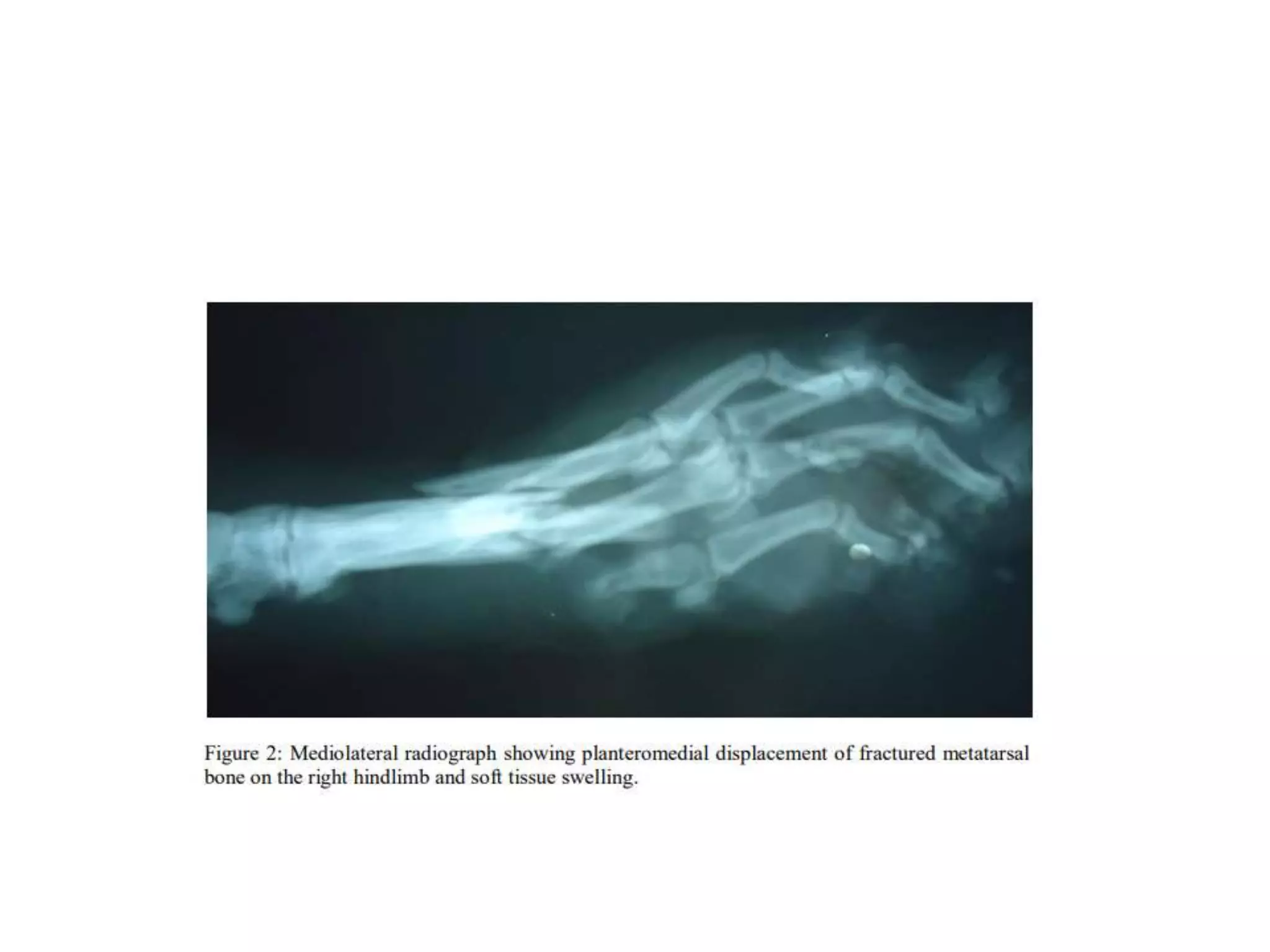 Comparitive Anatomy of Metatarsal bones in different animals.pptx