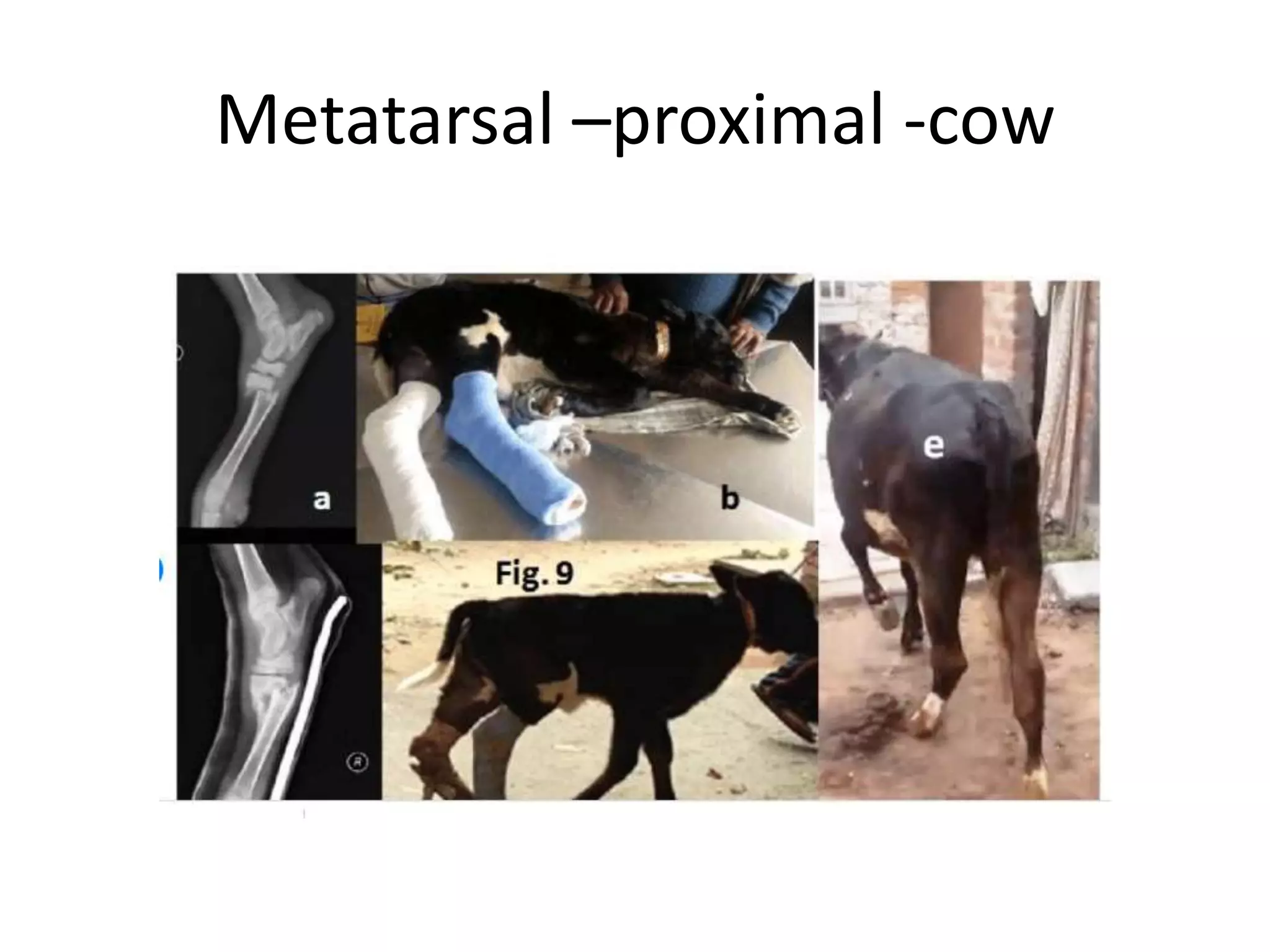 Comparitive Anatomy of Metatarsal bones in different animals.pptx