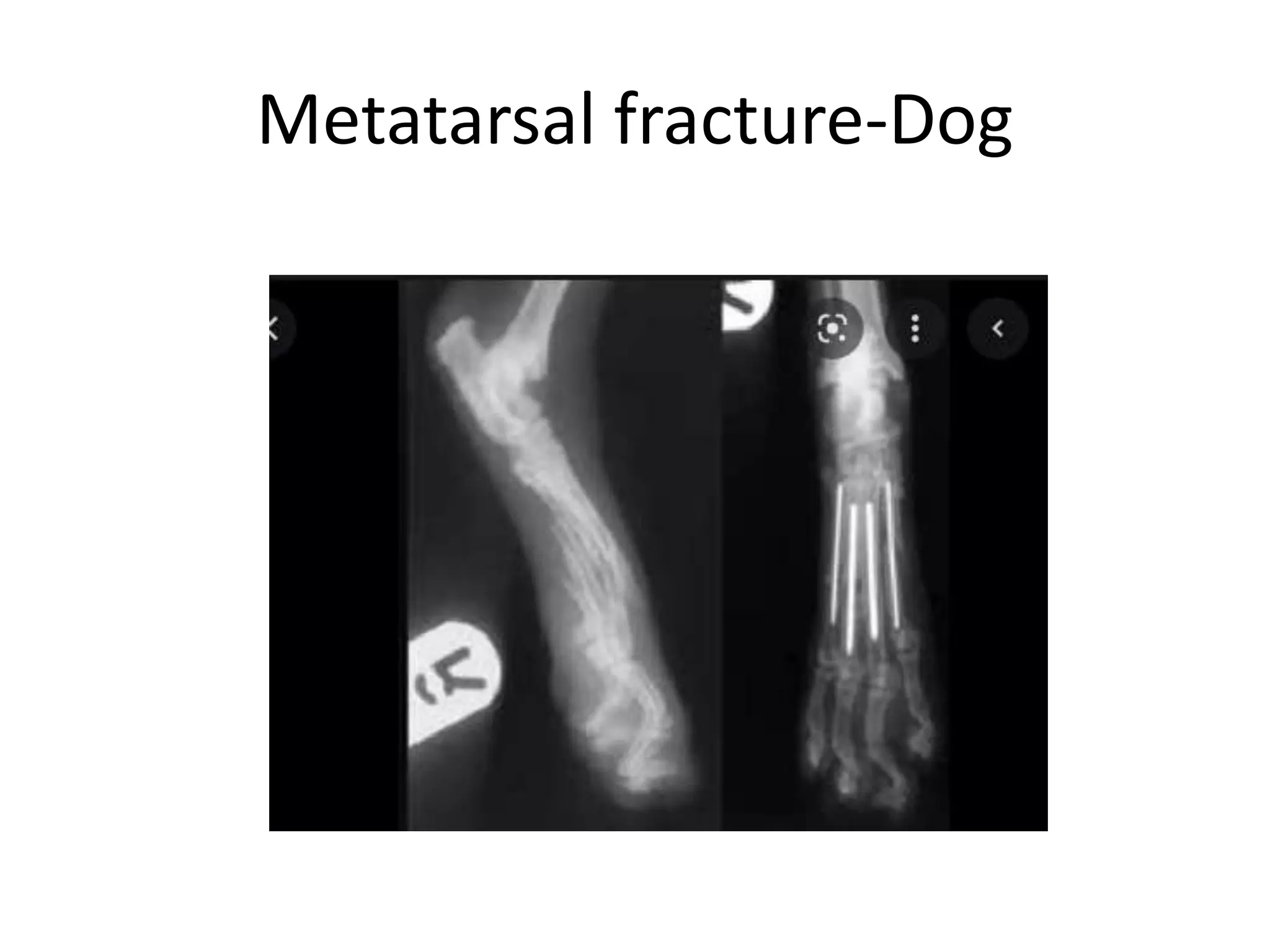 Comparitive Anatomy of Metatarsal bones in different animals.pptx
