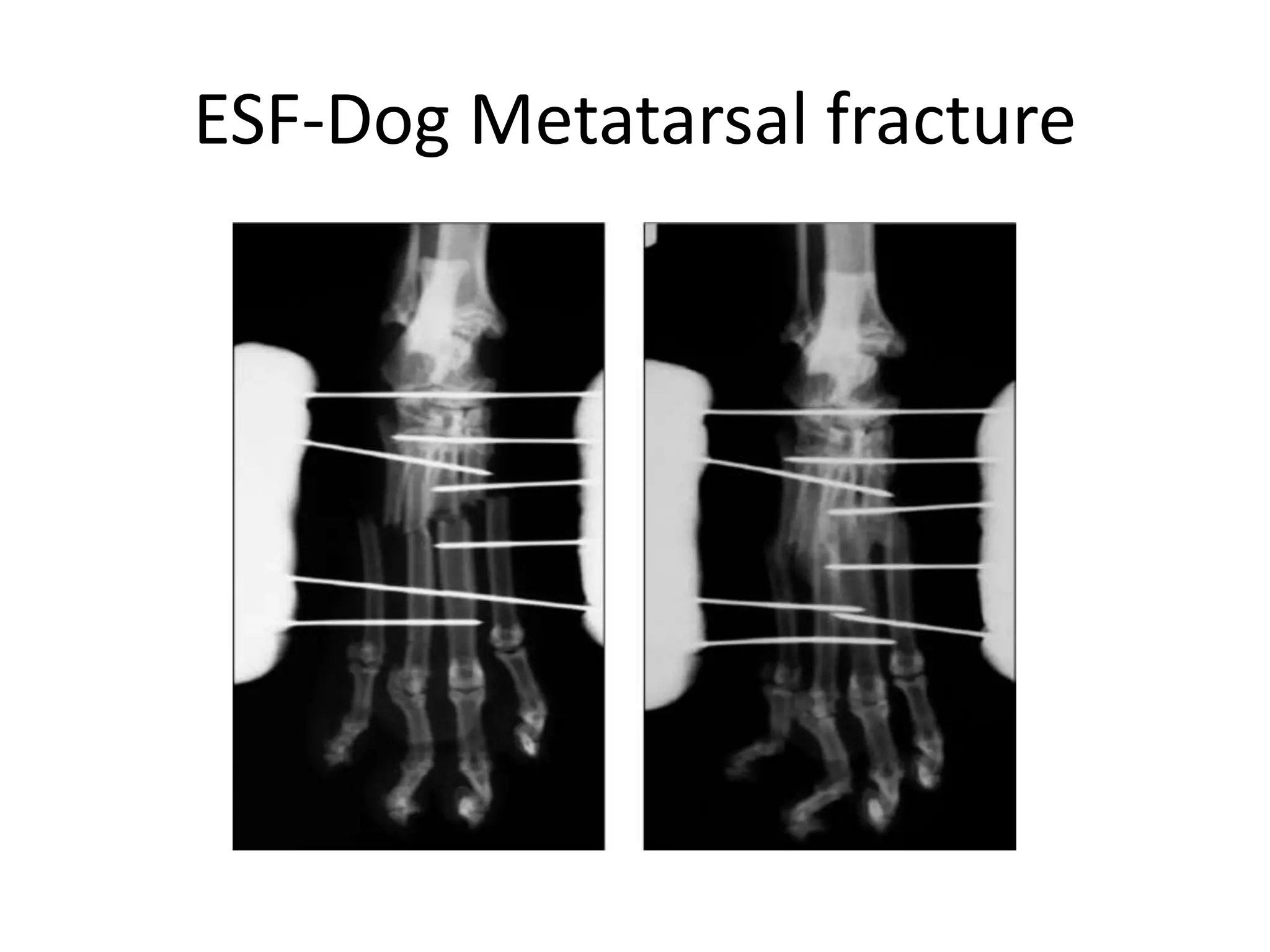 Comparitive Anatomy of Metatarsal bones in different animals.pptx