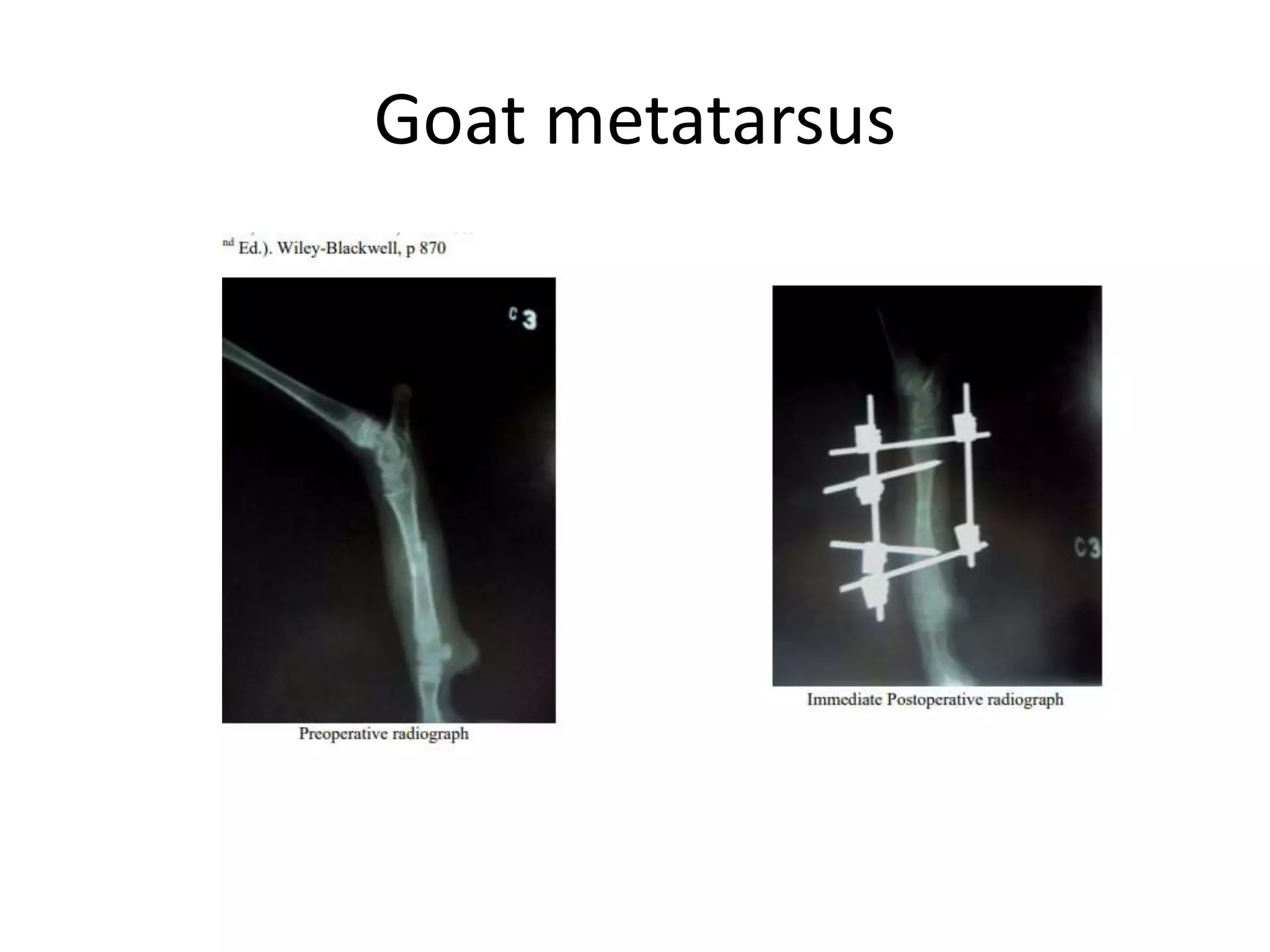 Comparitive Anatomy of Metatarsal bones in different animals.pptx