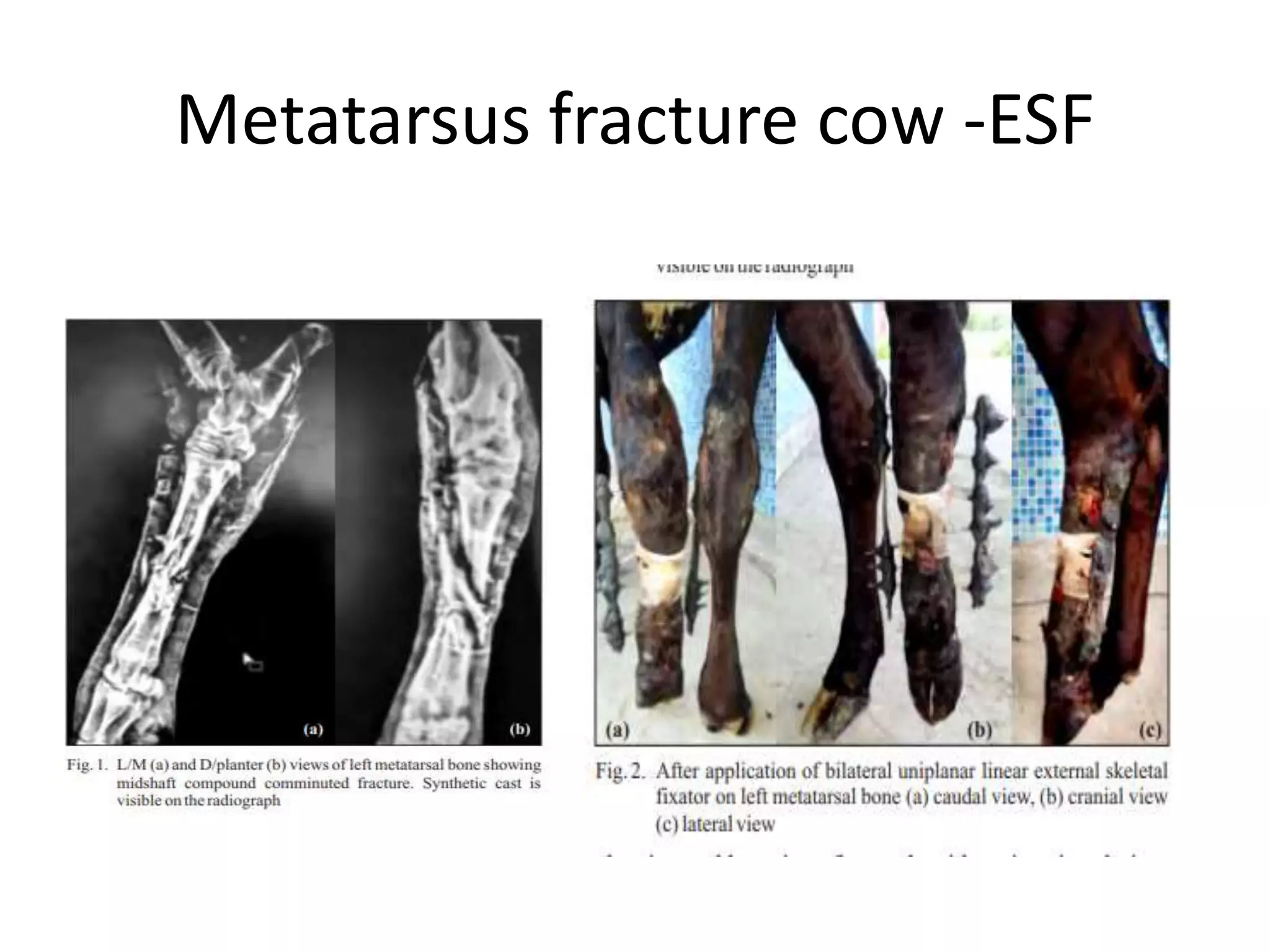 Comparitive Anatomy of Metatarsal bones in different animals.pptx