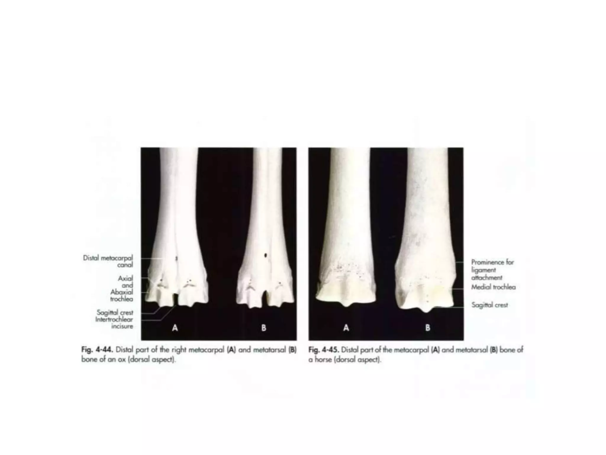 Comparitive Anatomy of Metatarsal bones in different animals.pptx