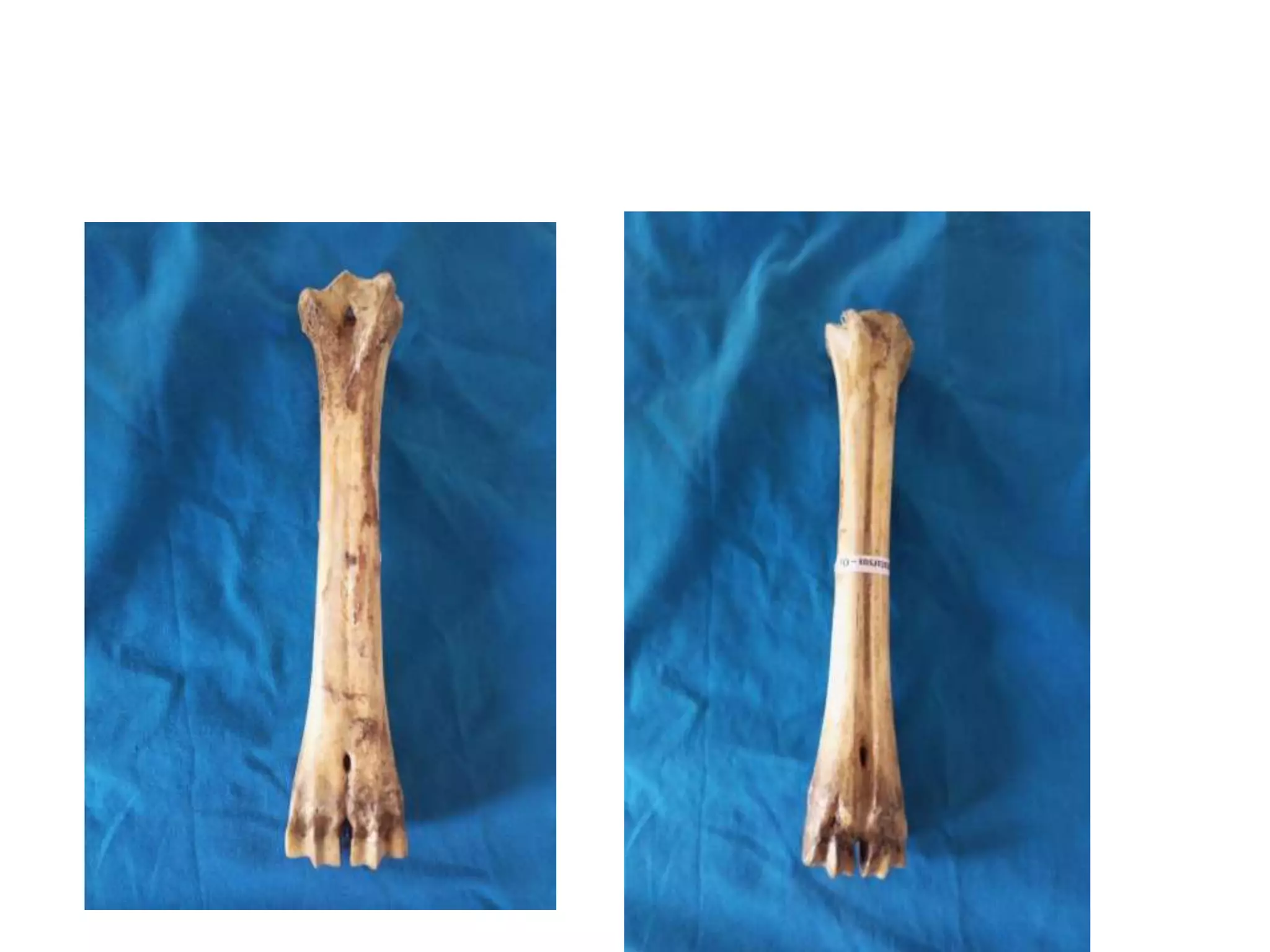 Comparitive Anatomy of Metatarsal bones in different animals.pptx