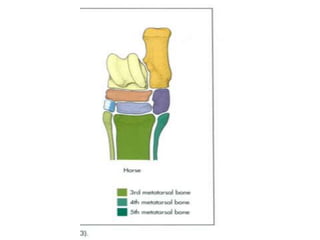 Comparitive Anatomy of Metatarsal bones in different animals.pptx