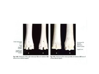 Comparitive Anatomy of Metatarsal bones in different animals.pptx