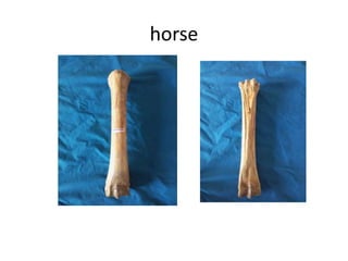 Comparitive Anatomy of Metatarsal bones in different animals.pptx