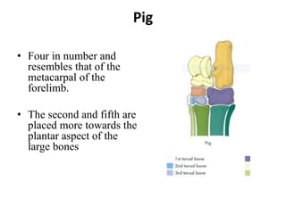 Comparitive Anatomy of Metatarsal bones in different animals.pptx
