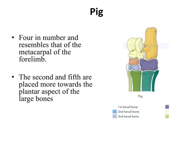 Comparitive Anatomy of Metatarsal bones in different animals.pptx