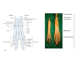 Comparitive Anatomy of Metatarsal bones in different animals.pptx