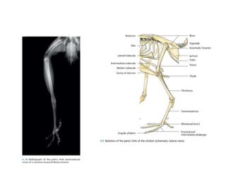 Comparitive Anatomy of Metatarsal bones in different animals.pptx