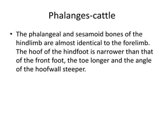 Comparitive Anatomy of Metatarsal bones in different animals.pptx
