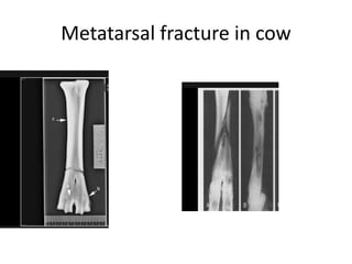 Comparitive Anatomy of Metatarsal bones in different animals.pptx