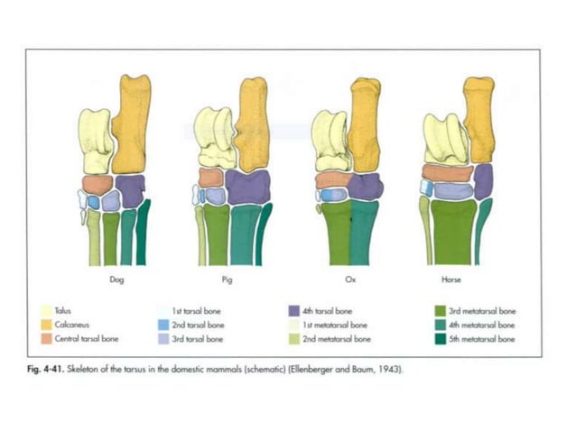 Comparitive Anatomy of Metatarsal bones in different animals.pptx