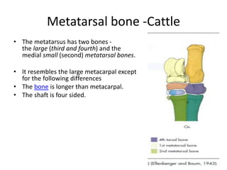 Comparitive Anatomy of Metatarsal bones in different animals.pptx
