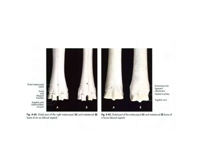 Comparitive Anatomy of Metatarsal bones in different animals.pptx