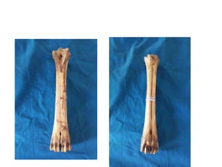 Comparitive Anatomy of Metatarsal bones in different animals.pptx