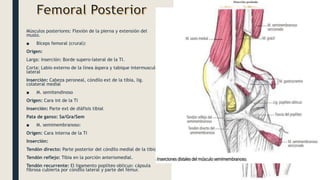 Compartimentos del muslo.pptx