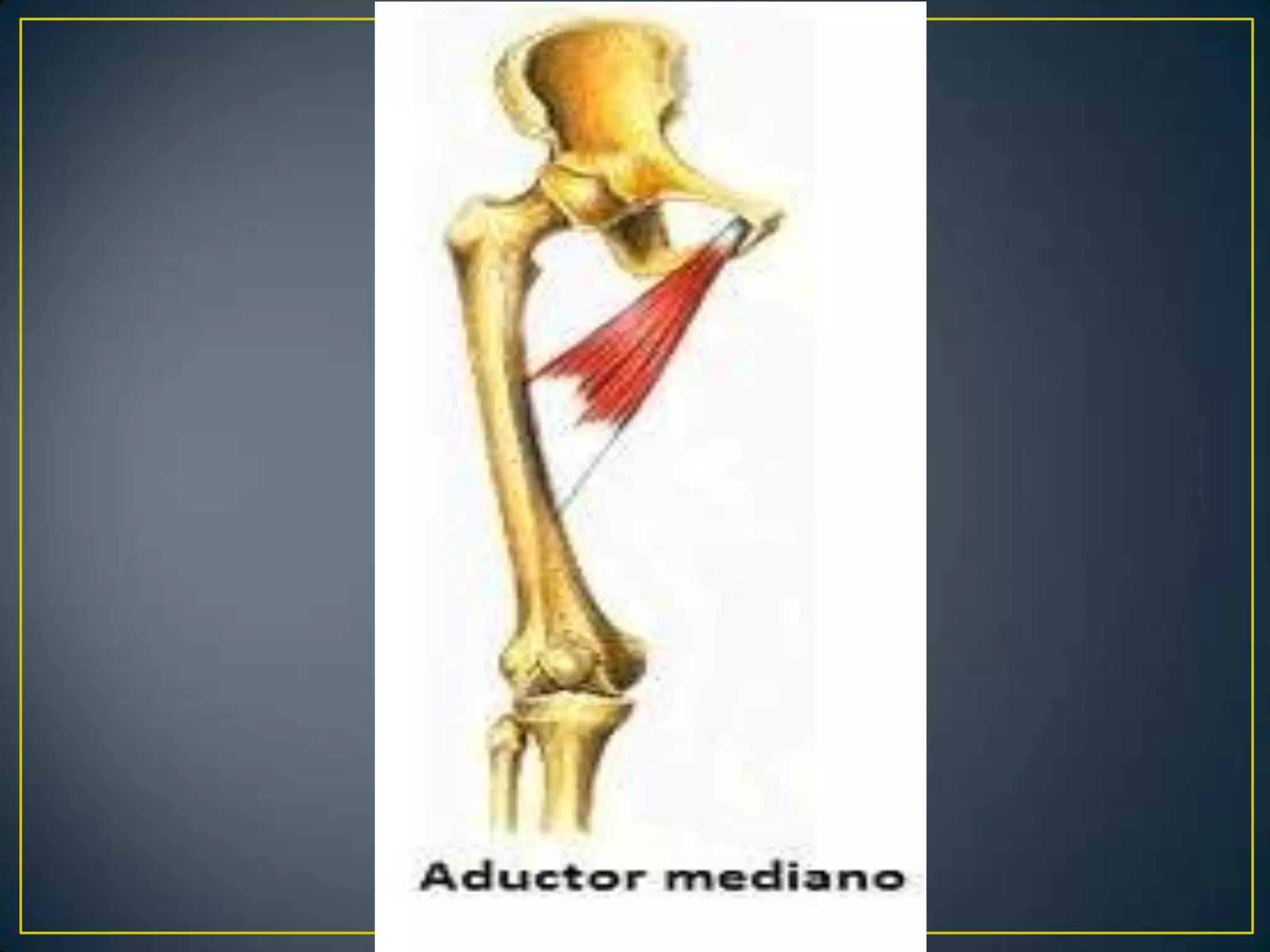 Compartimiento Anterior y Medial del Muslo | PPTX