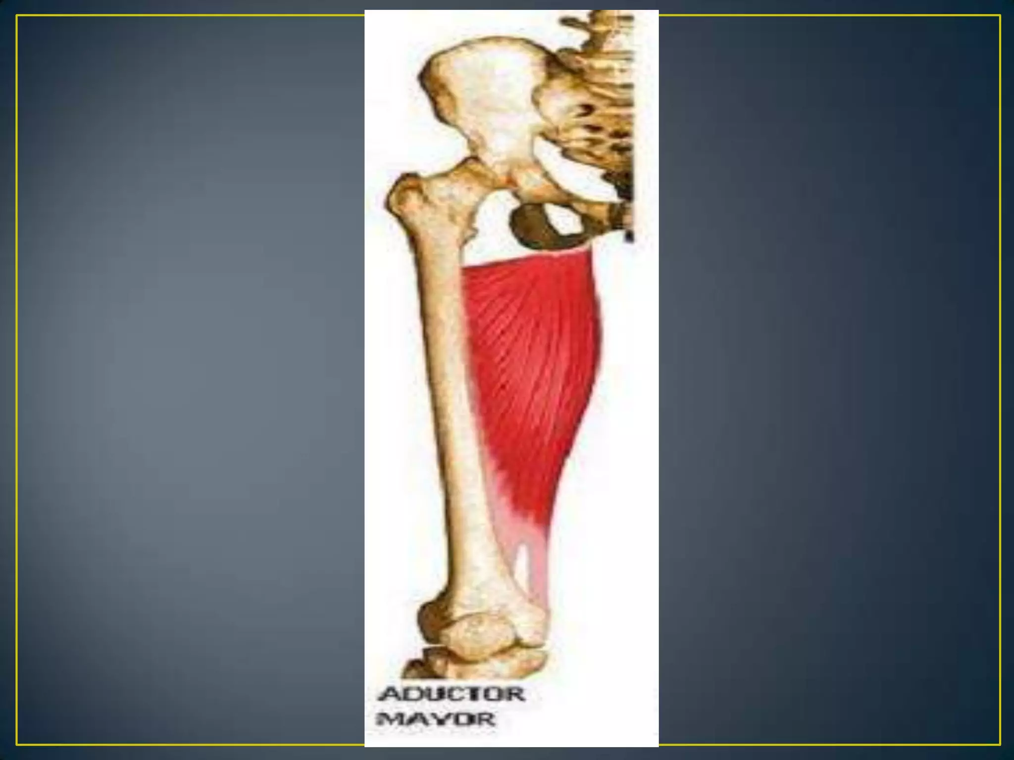 Compartimiento Anterior y Medial del Muslo | PPTX
