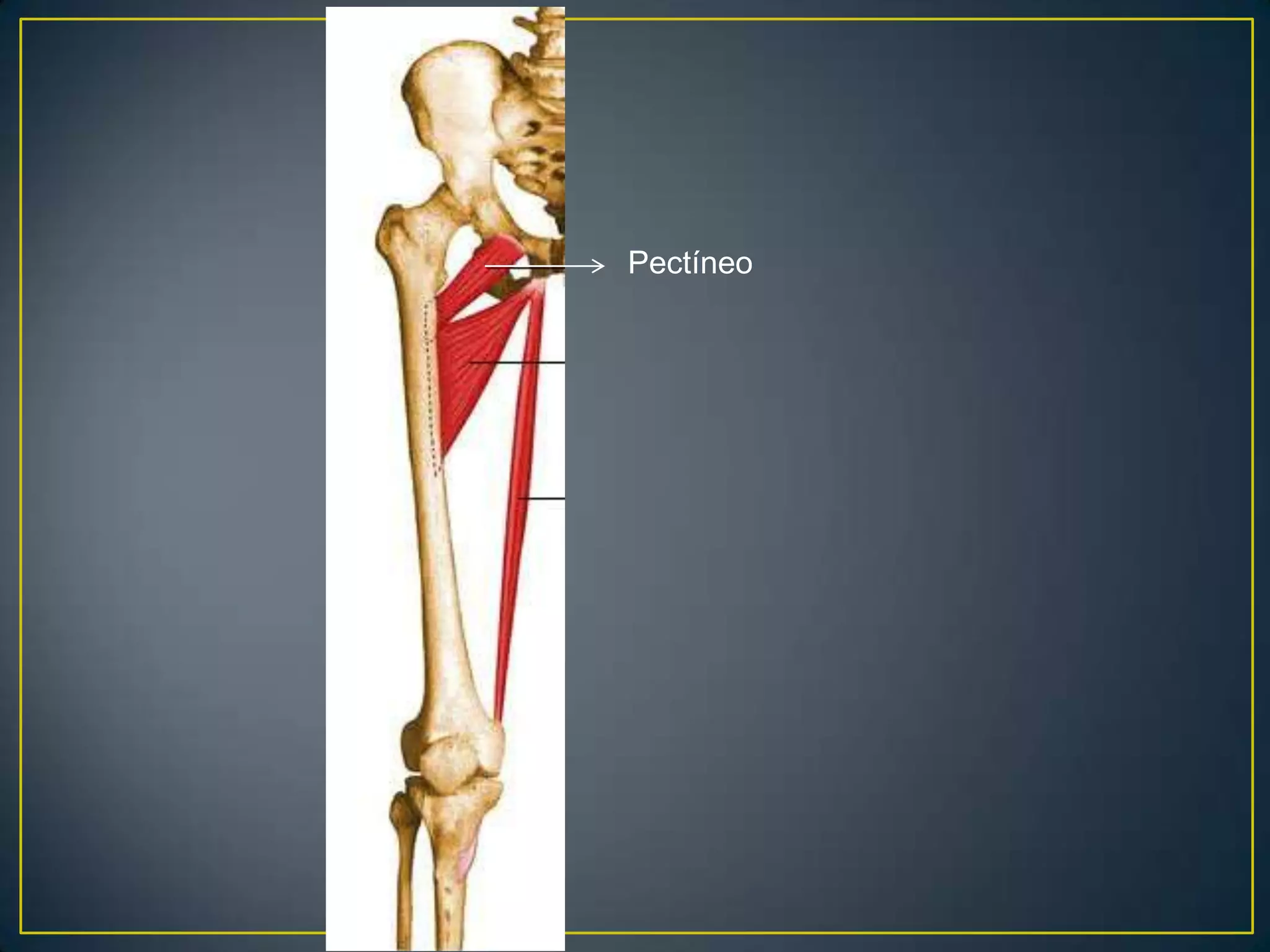 Compartimiento Anterior y Medial del Muslo | PPTX