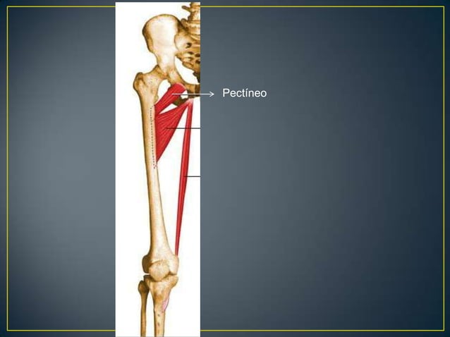 Compartimiento Anterior y Medial del Muslo | PPTX