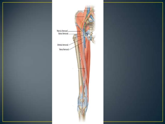 Compartimiento Anterior y Medial del Muslo | PPTX