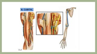 Anatomy and Innervation of Forearm Muscles and Neurovascular Structures ...