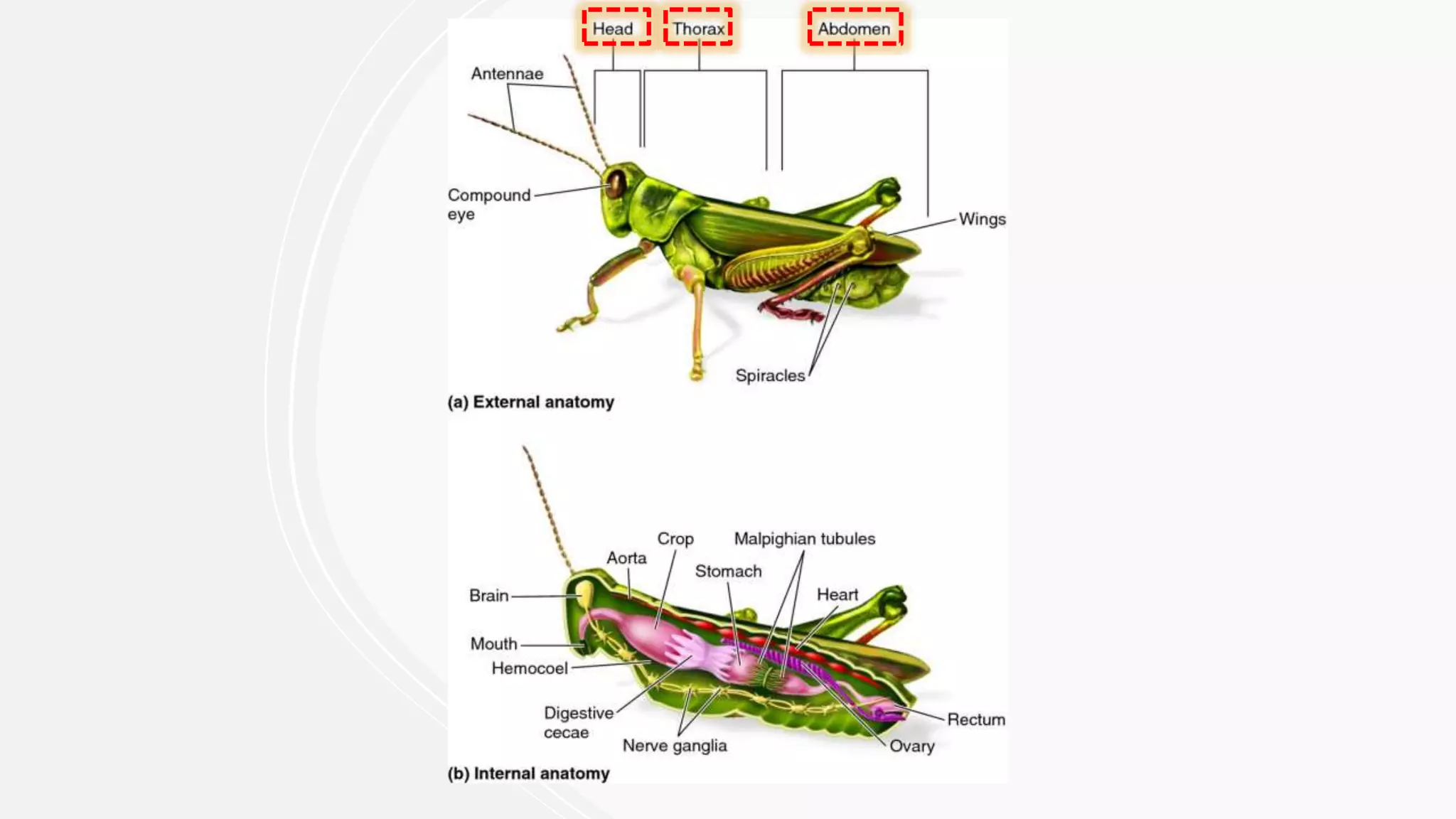 Compartmentalisation of enzymes in insects | PPT