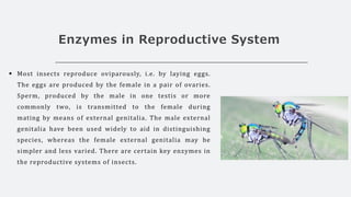 Compartmentalisation of enzymes in insects | PPT