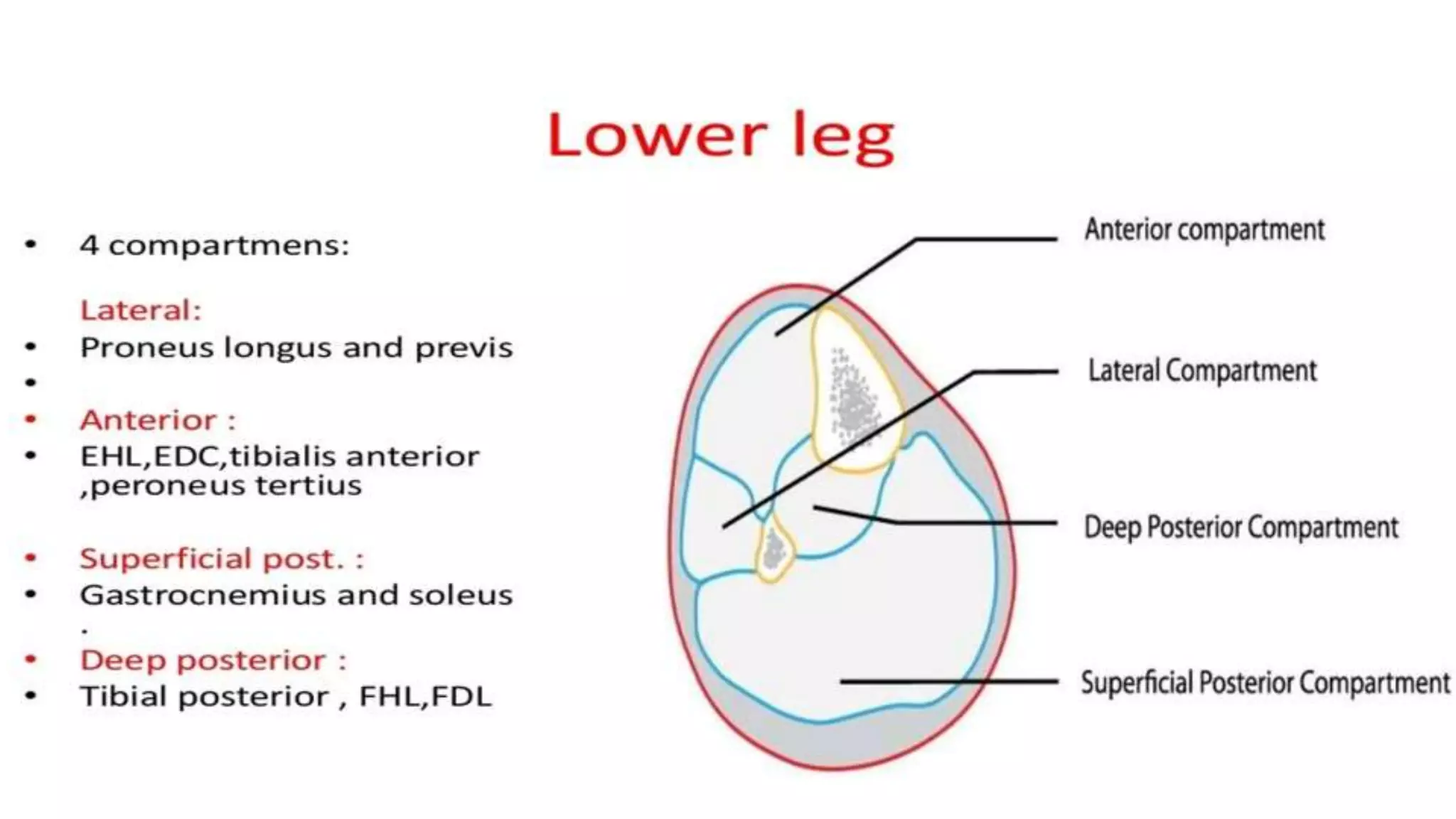 Compartment Syndrom Dr Saleem Sharif Medical City Hospital Lahore ...