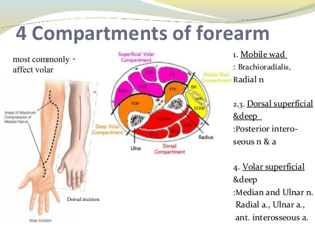 compartments of the forearm