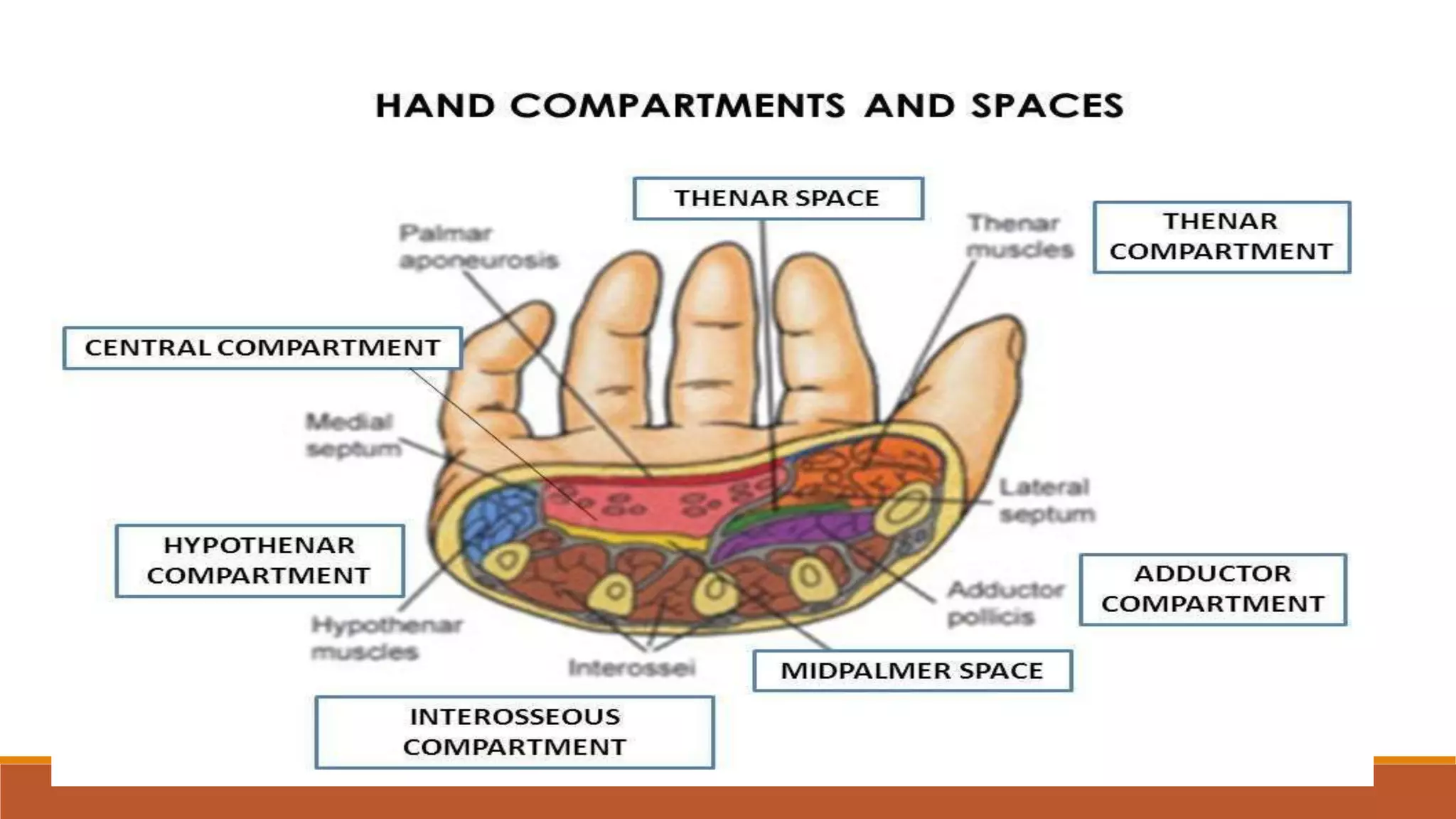 compartment syndrome | PPT