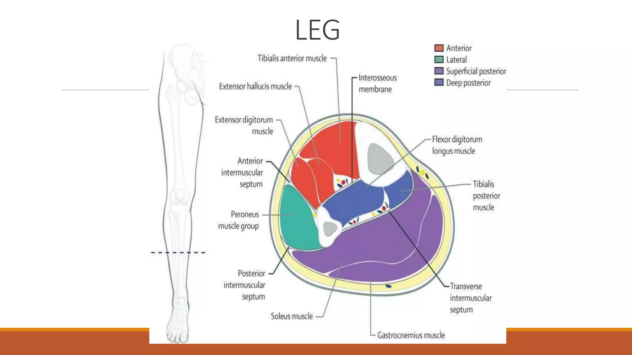 compartment syndrome | PPT