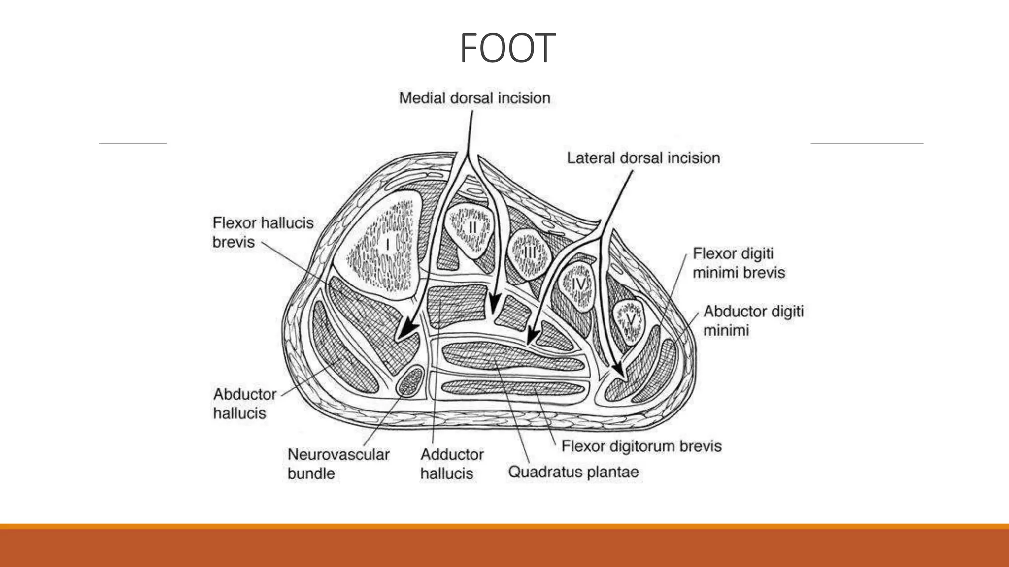 compartment syndrome | PPT