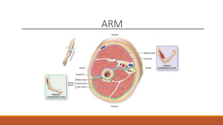 compartment syndrome | PPTX