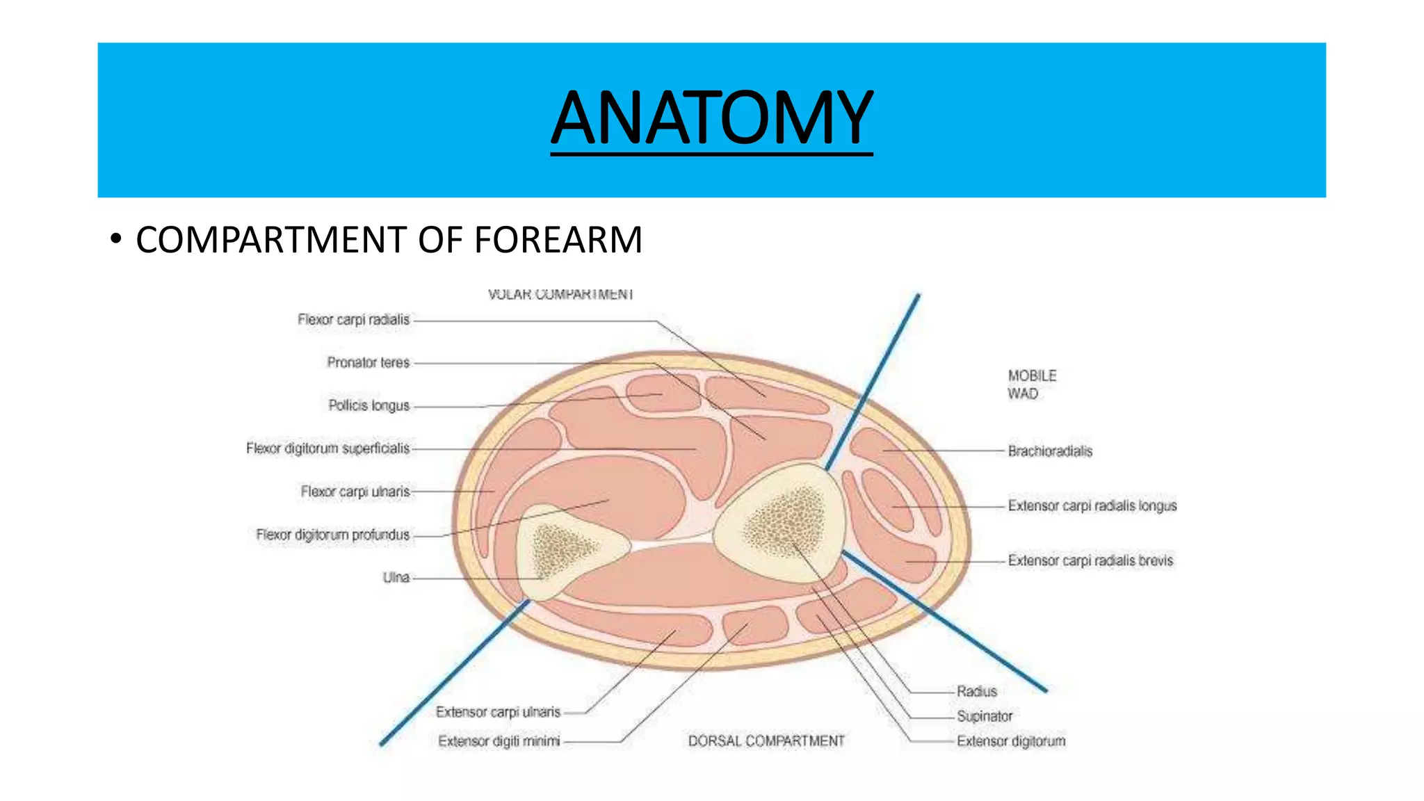 Compartment Syndromepptx