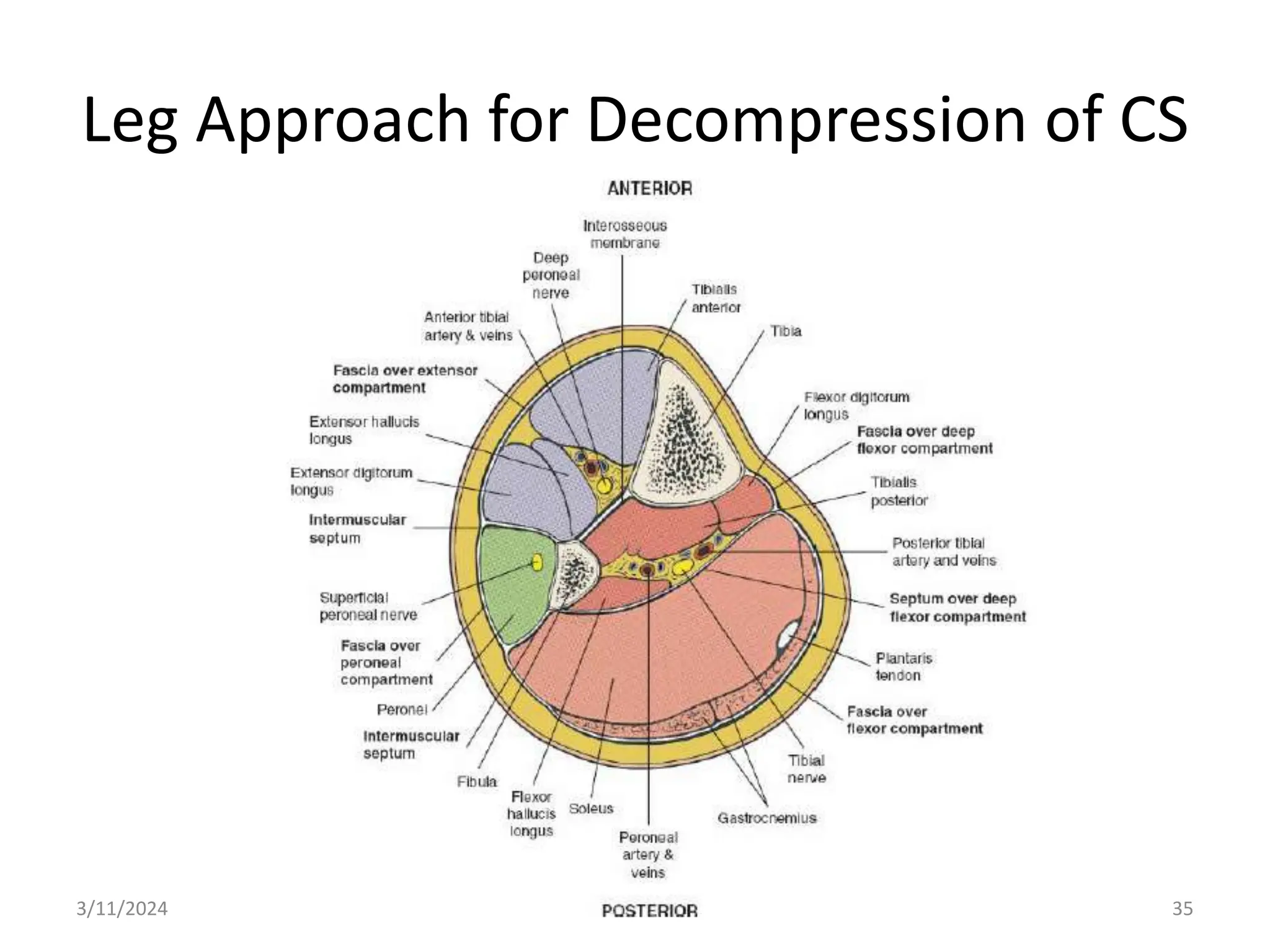 Compartment Syndrome by dr bedru mo.pptx