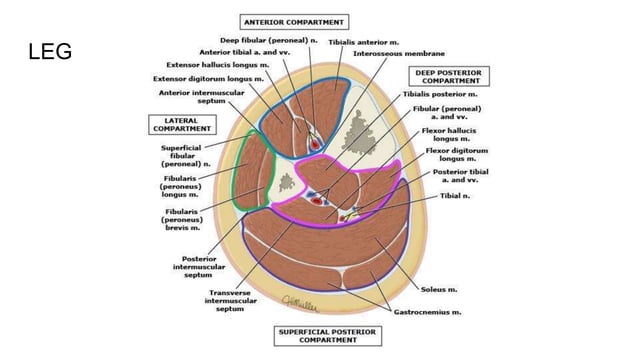 COMPARTMENT SYNDROME | PPTX | First Aid | Injuries