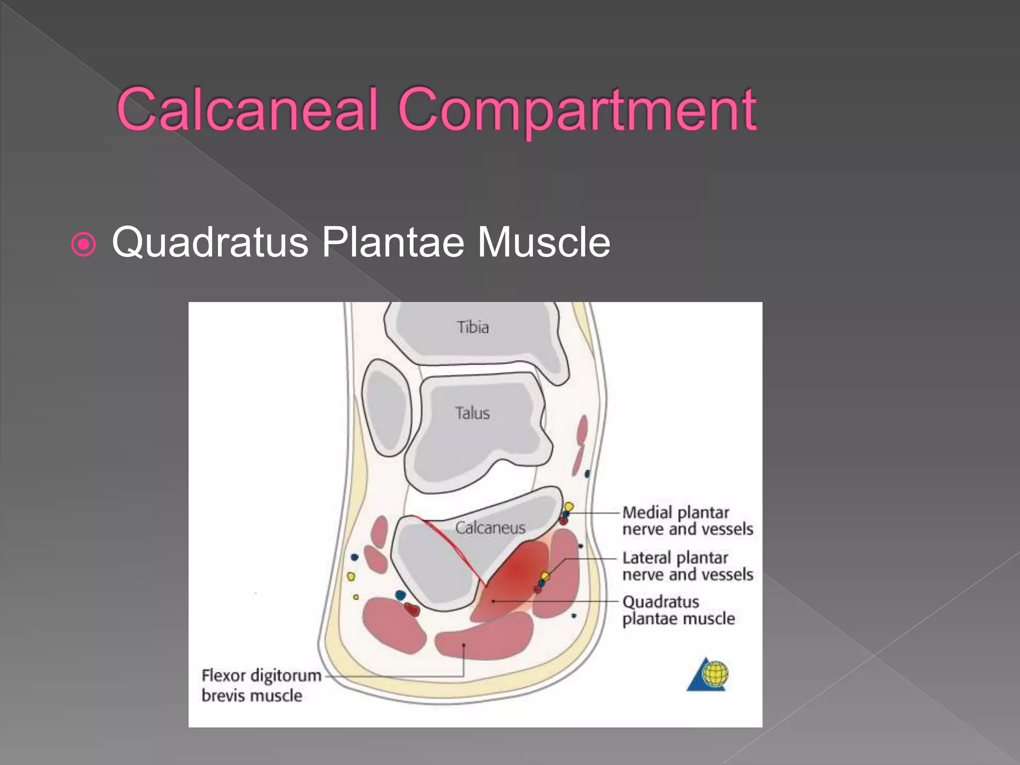 Compartment Syndrome Of The Foot.pptx