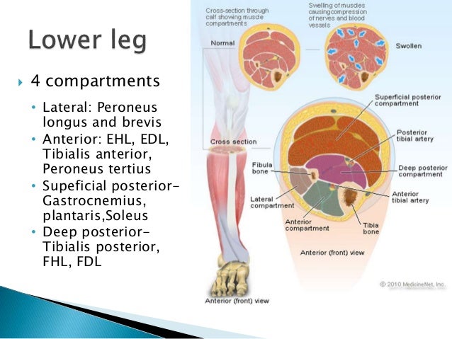 Compartment syndromes