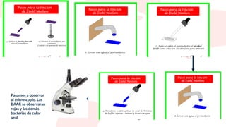 Comparto 'LECTURA Y REPORTE DE BACILOSCOPIA PDF' contigo.pdf