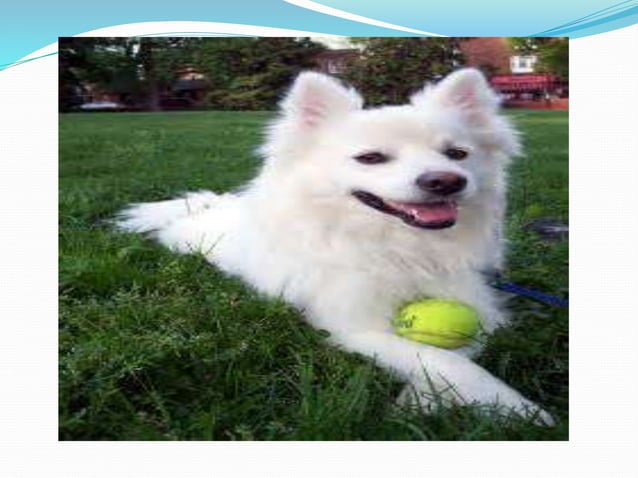 Compassion to animals | PPTX