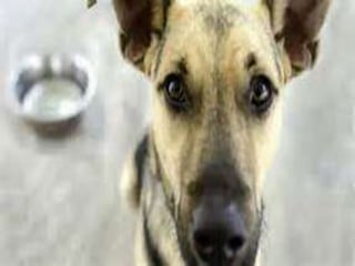 Compassion to animals | PPTX