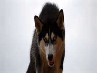 Compassion to animals | PPTX