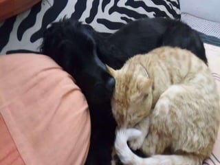 Compassion to animals | PPTX