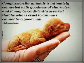 Compassion to animals | PPTX