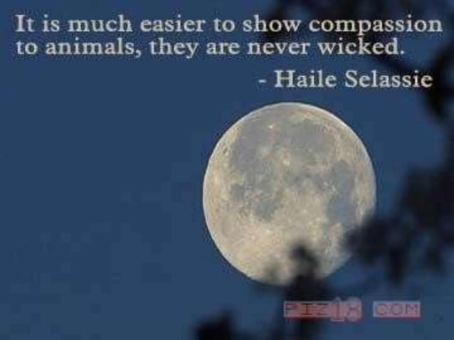 Compassion to animals | PPTX