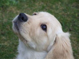 Compassion to animals | PPTX